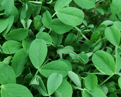 Peas – Motor City Micro Farm