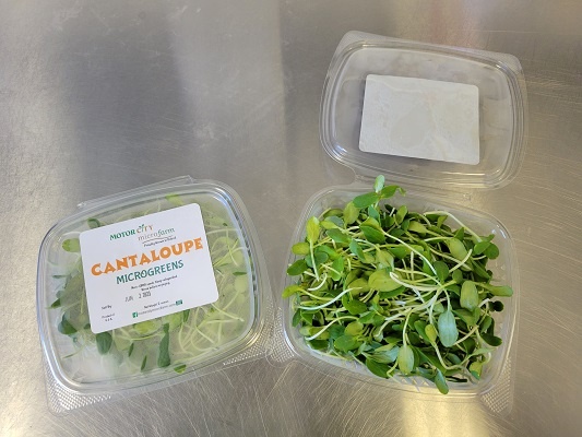 Have You Tried Cantaloupe Microgreens? – Motor City Micro Farm